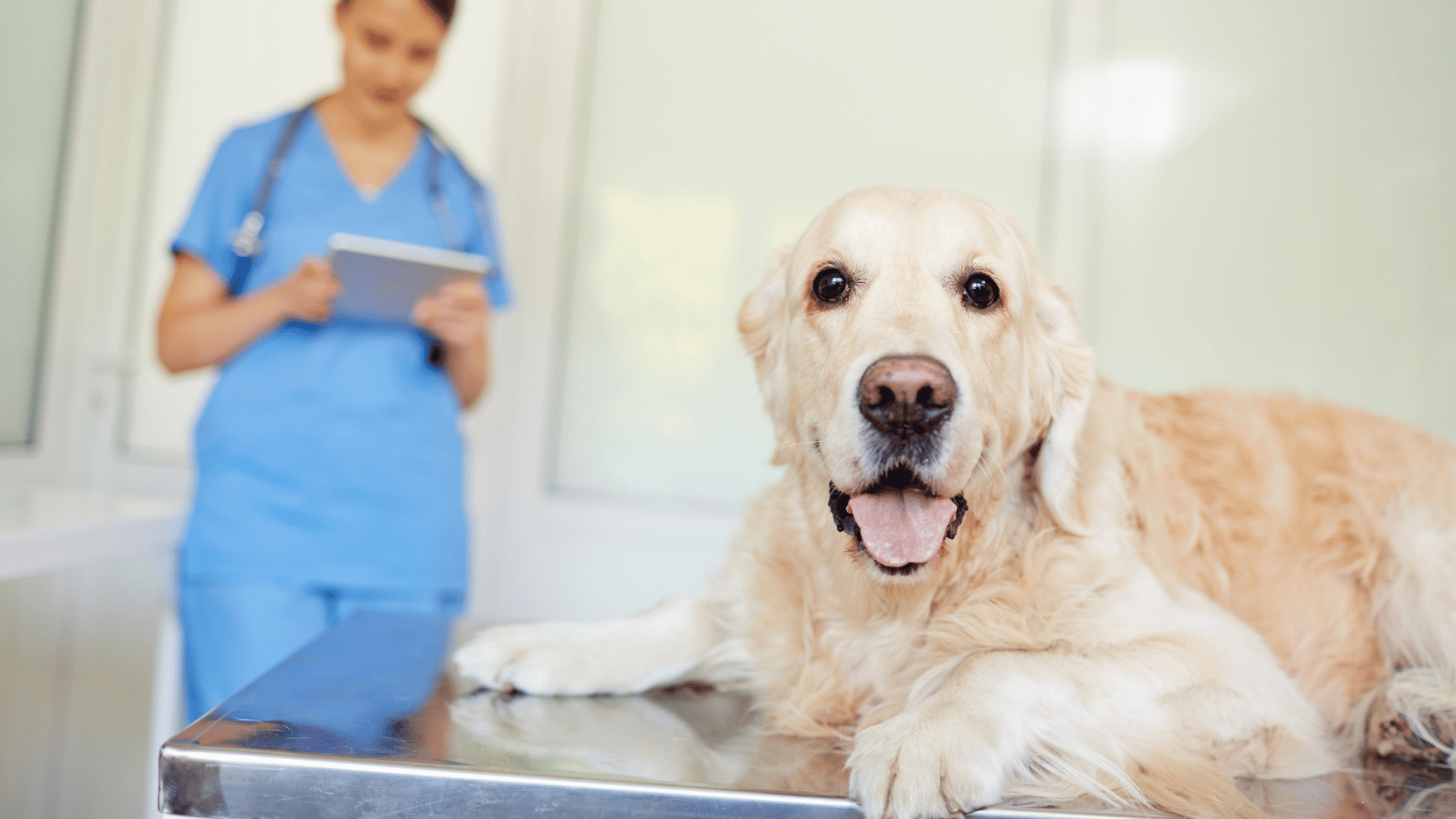 Veterinarian In Antioch, CA | East Hills Veterinary Hospital