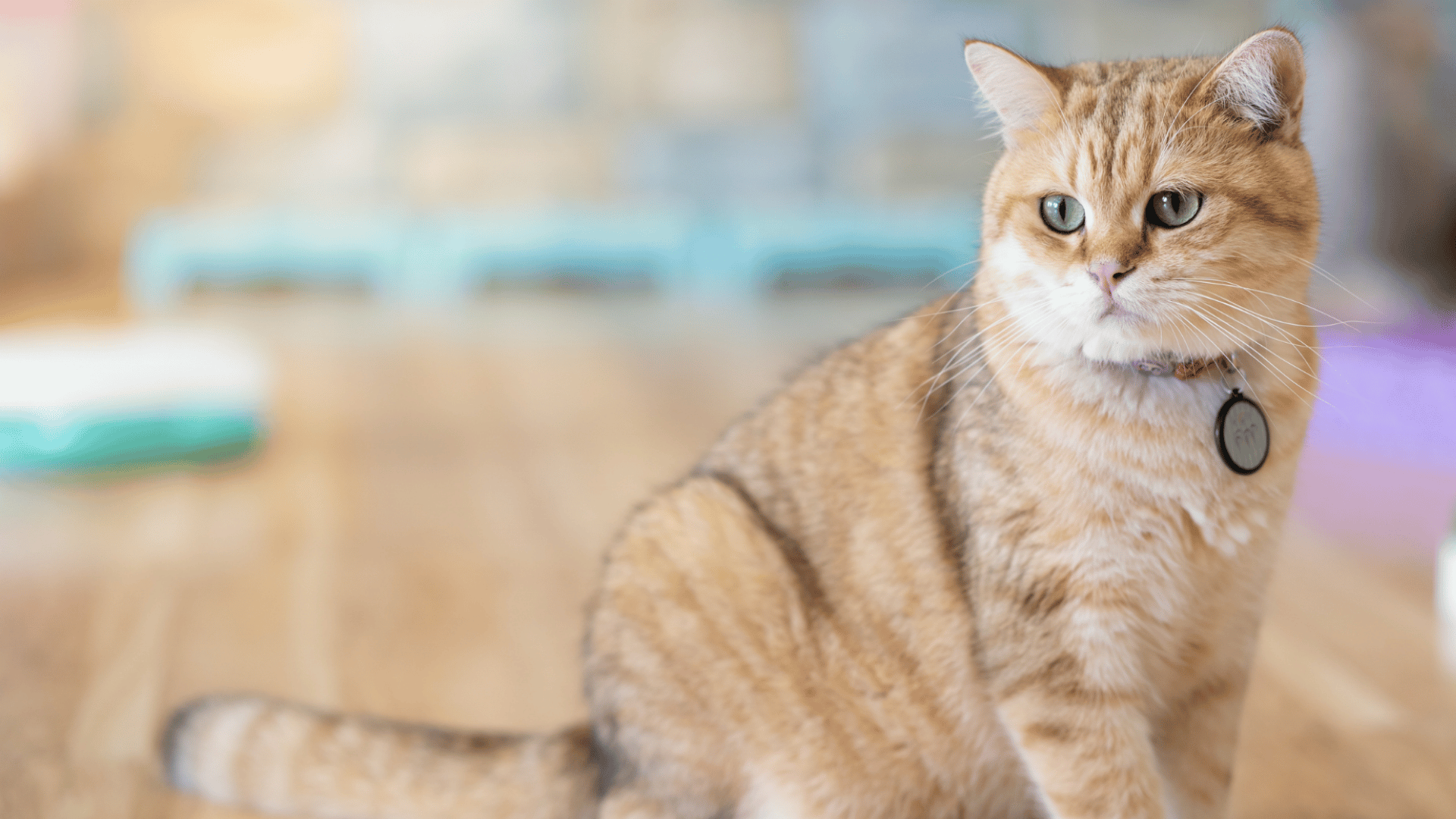 East Hills Veterinary Hospital Tour | Vet Hospital In Antioch, CA