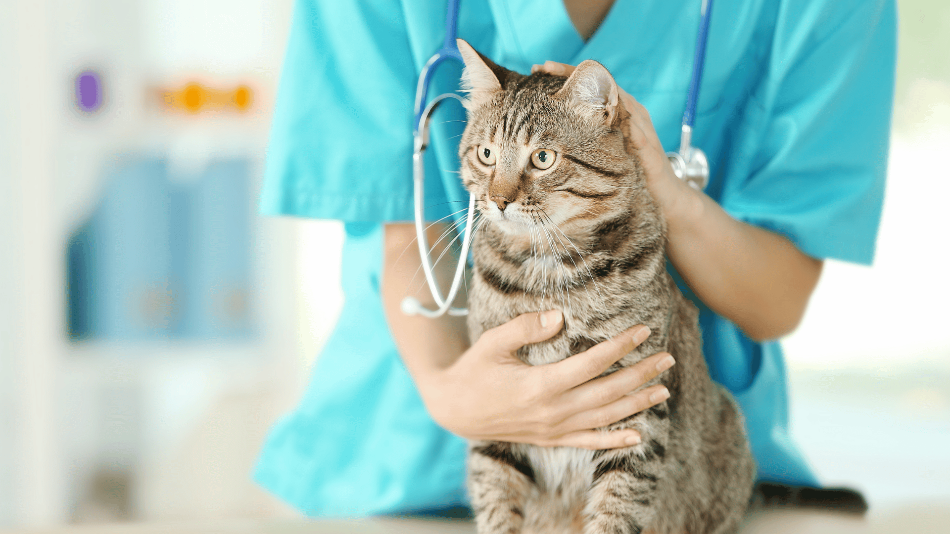 Antioch, CA Customer Service Representative | East Hills Veterinary ...