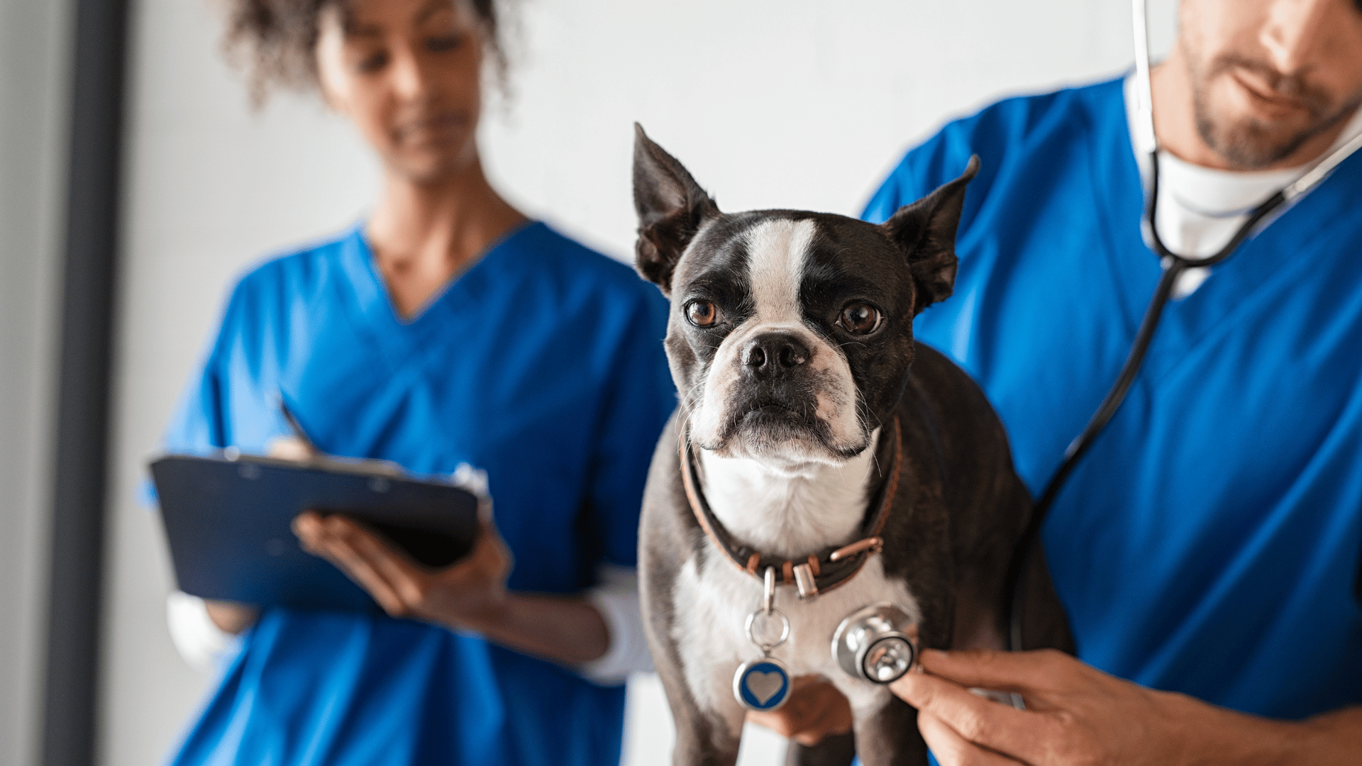 Pet Emergency Services In Antioch, CA | East Hills Veterinary Hospital